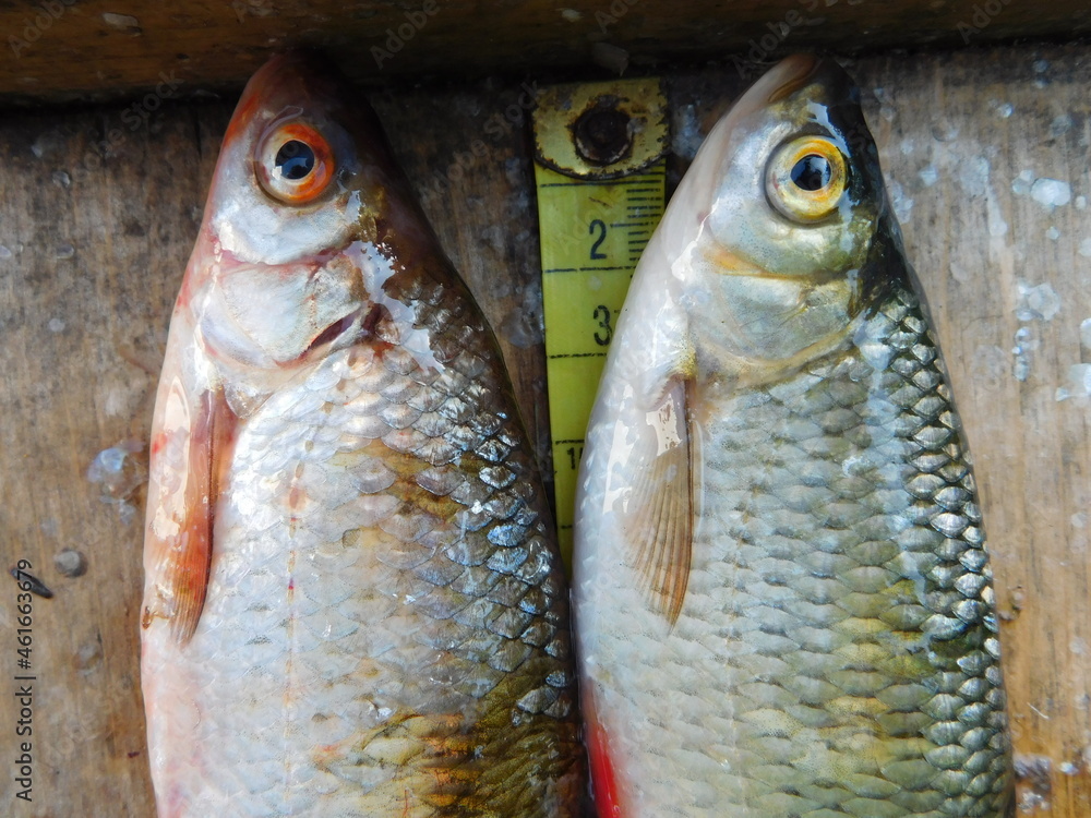 roach and rudd look at the difference betweeen two sympatric species of ...