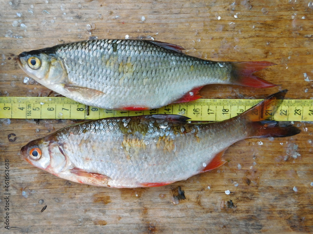 roach and rudd look at the difference betweeen two sympatric species of ...