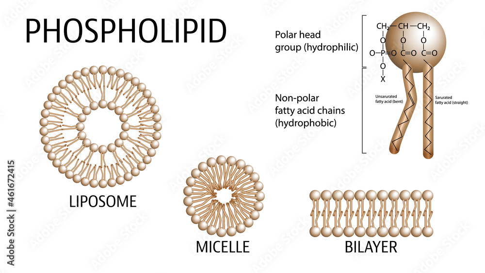 Phospholipid Structure - Liposome, Micelle, and Bilayer Stock 벡터 | Adobe Stock