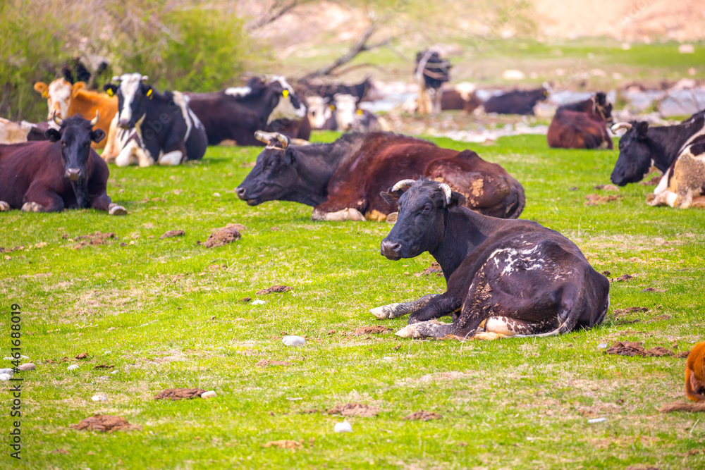 Cows graze on a pasture on a green meadow eat fresh grass, the concept ...