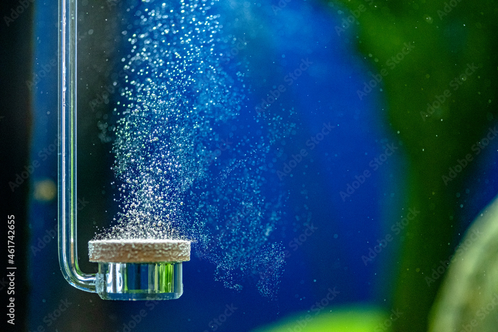 Oxygen diffuser under water pumping a lot of small bubbles. Oxygen ...