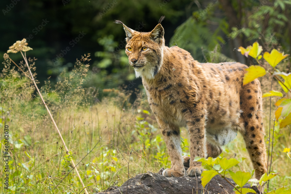 Eurasian lynx (Lynx lynx) standing on a rock in the forest. Beautiful ...
