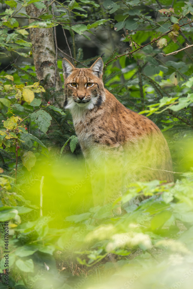 Eurasian lynx (Lynx lynx) standing on a rock in the forest. Beautiful ...