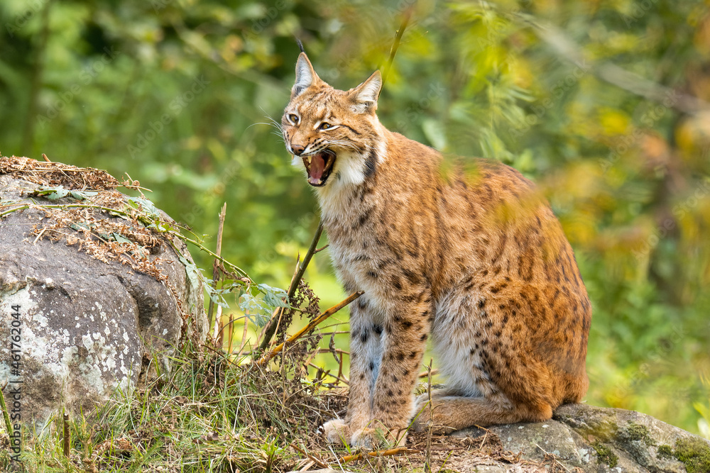 Eurasian lynx (Lynx lynx) standing on a rock in the forest. Beautiful ...