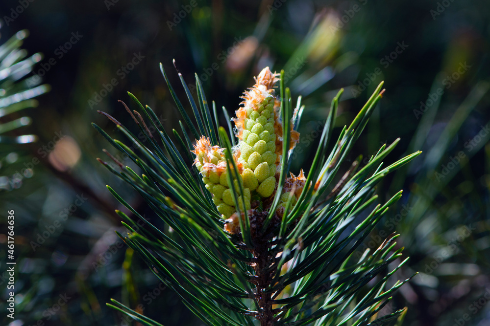 pinus resinosa. young Pineoung tender cones on a pine branch in the ...