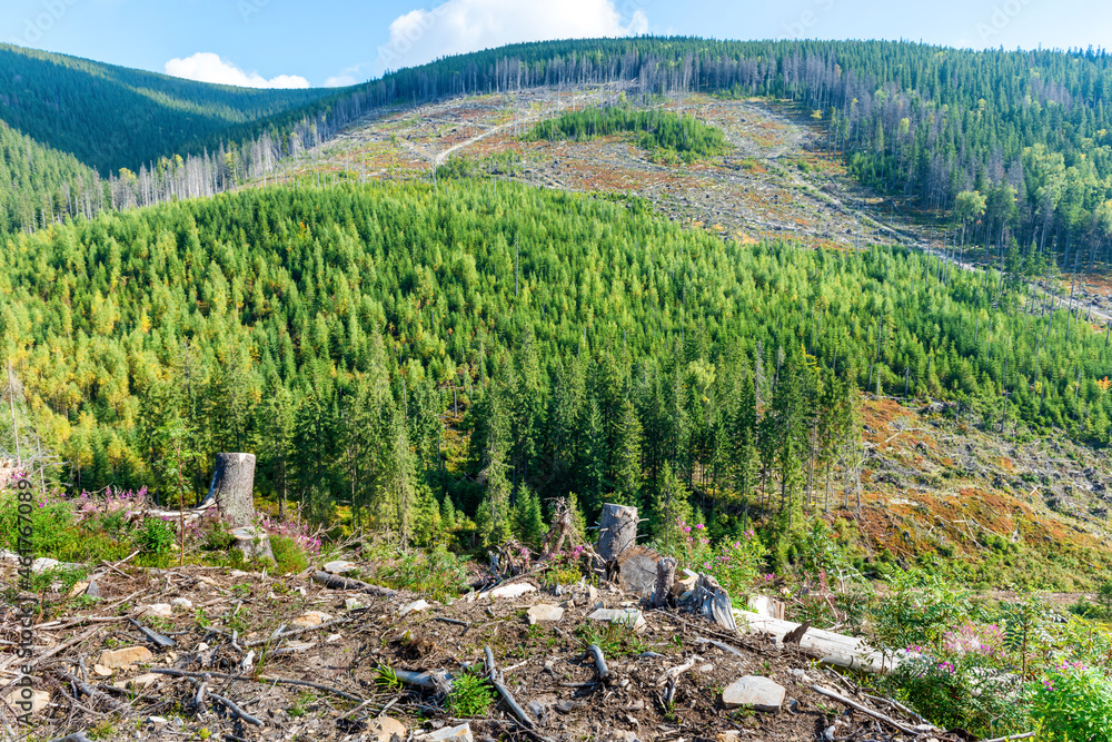 Forest deforestation, cut trees, cut forest environment Stock Photo ...