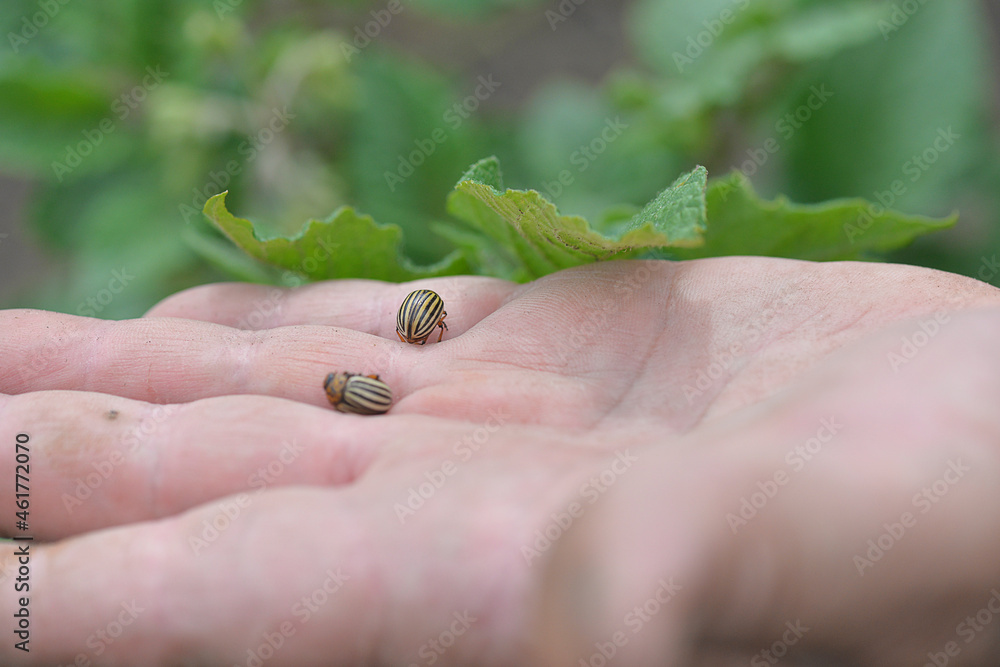 Potato Bug In Hand