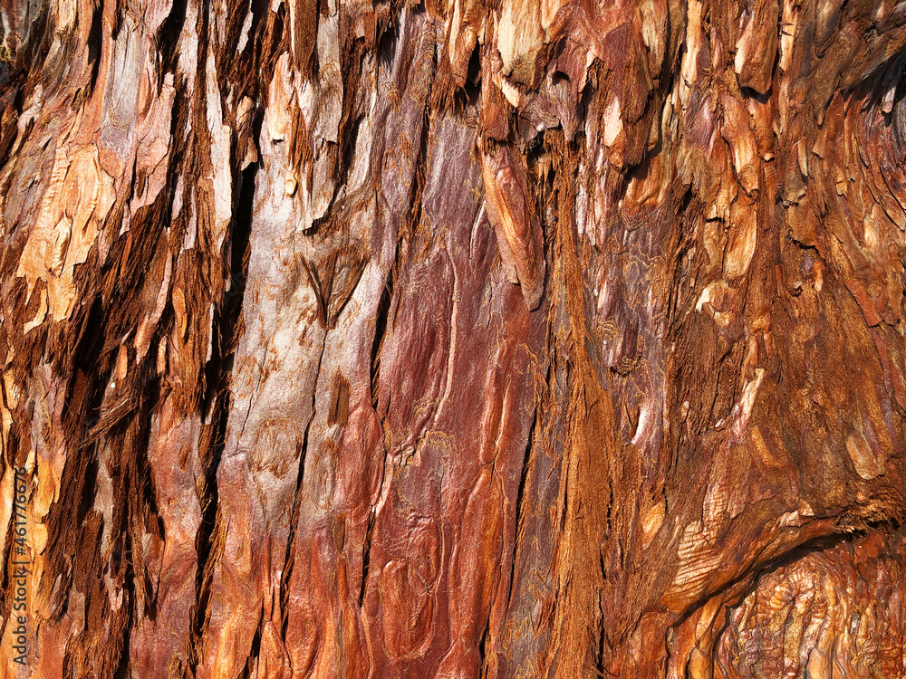 Red pine bark tree texture background Stock Photo | Adobe Stock