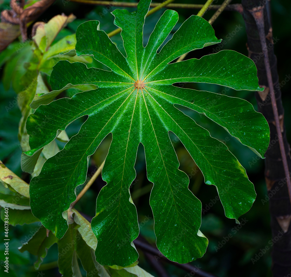 El género Cecropia, nombrado en honor a Cécrope, comprende unas 65 ...