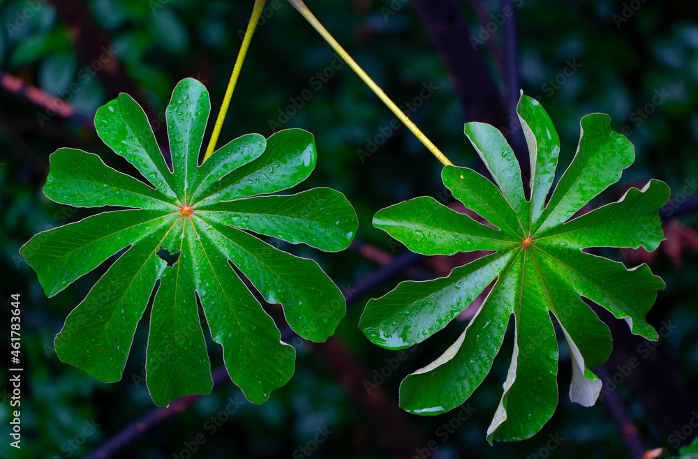 El género Cecropia, nombrado en honor a Cécrope, comprende unas 65 ...