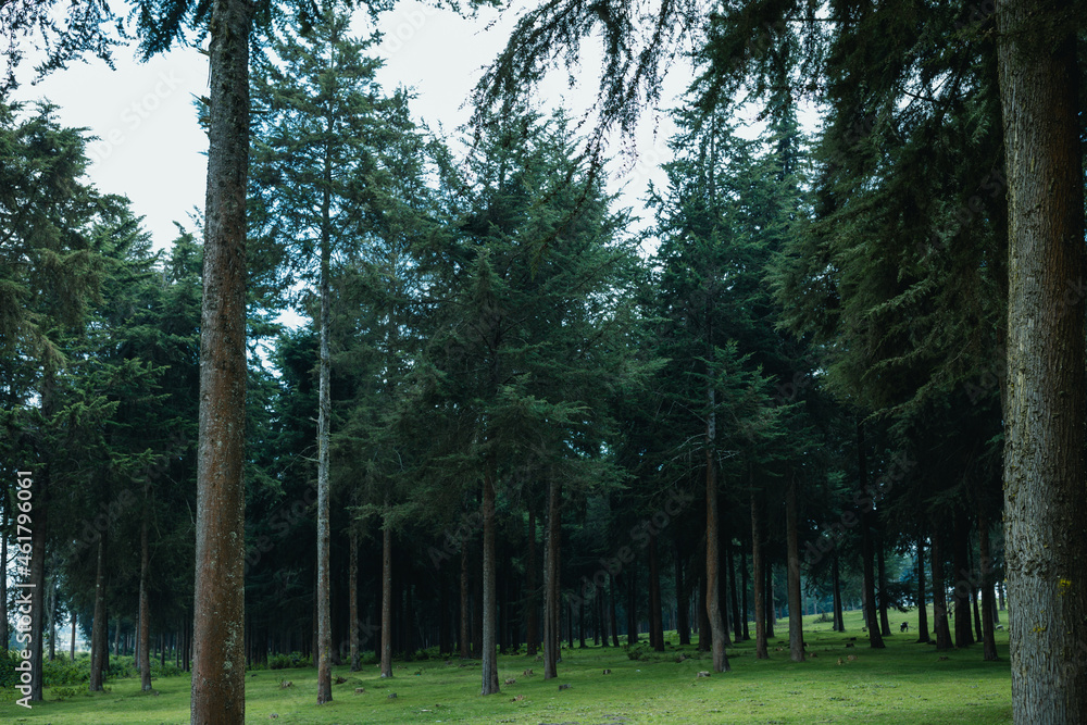 Kinale Forest is located 60kms from Nairobi along the Nairobi- Naivasha ...