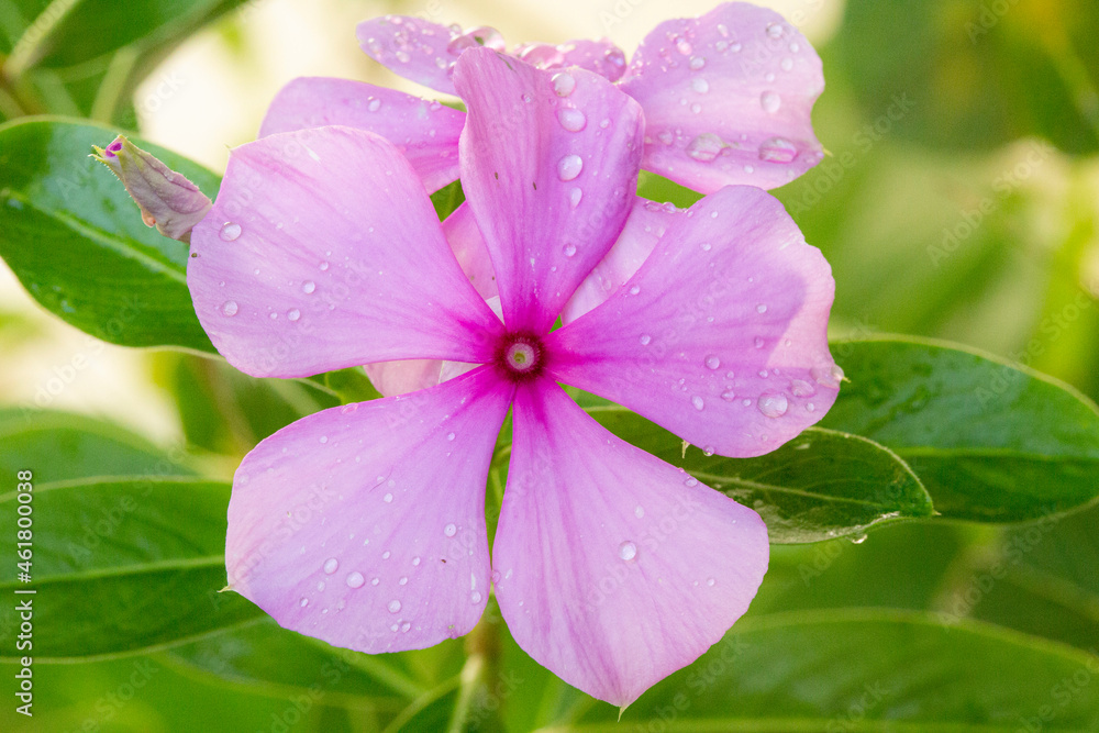 Vinca, Catharanthus roseus, Catharanthus roseus , olhos brilhantes ...