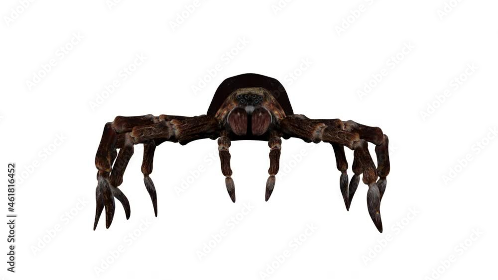 4K Spider Walk Animation. Looped. Alpha channel included. Stock Video ...