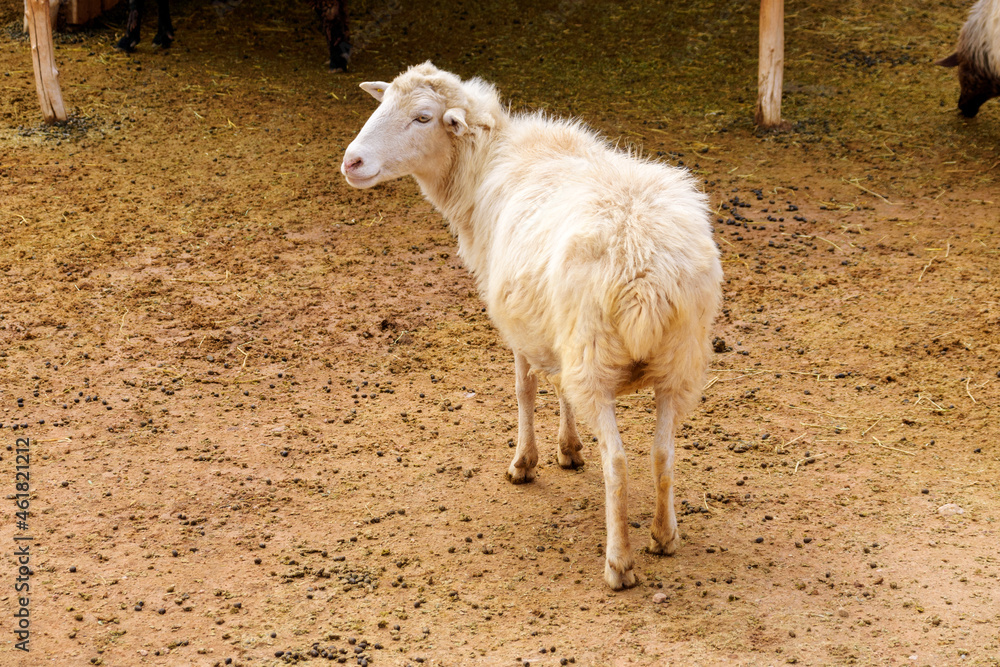Navajo Churro Sheep is a breed of domestic sheep originating with the ...