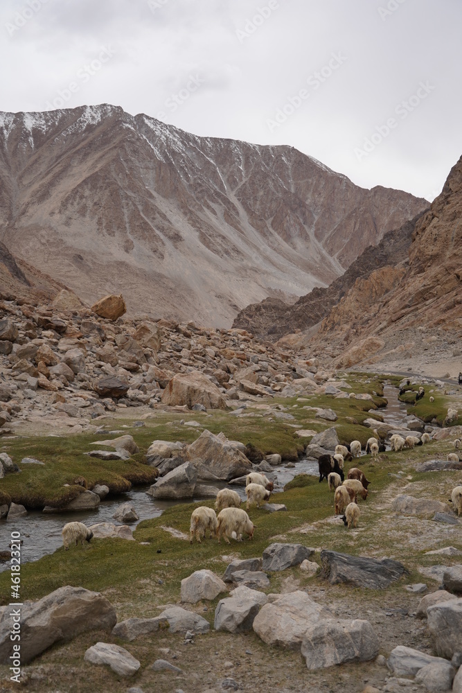 Domestic pashmina animals at Nubra Valley, Leh-Ladakh India. Pashmina ...