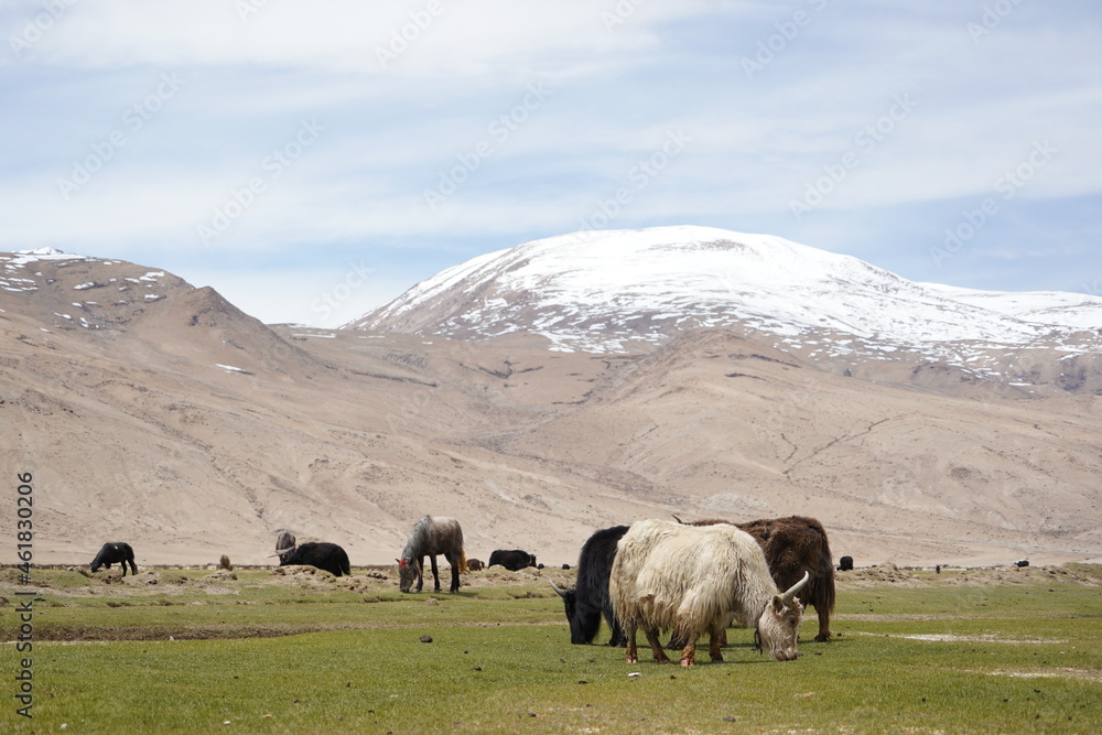 Group of yaks in the green field in himalayas with snow mountain ...