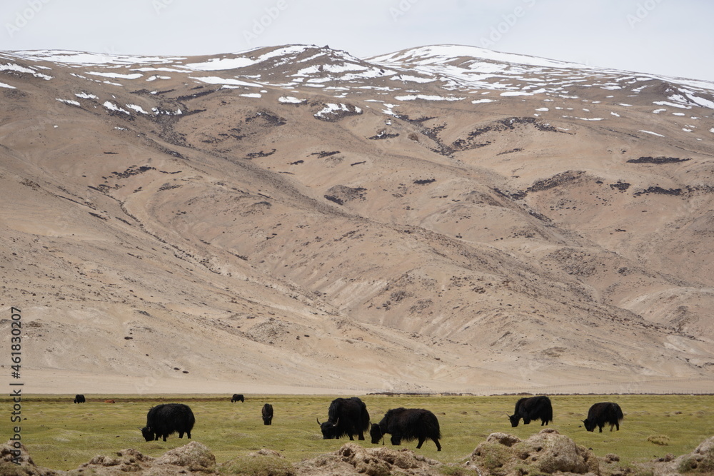 Group of yaks in the green field in himalayas with snow mountain ...