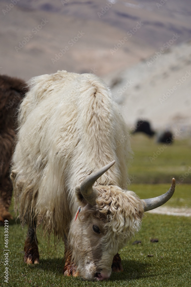 Group of yaks in the green field in himalayas with snow mountain ...