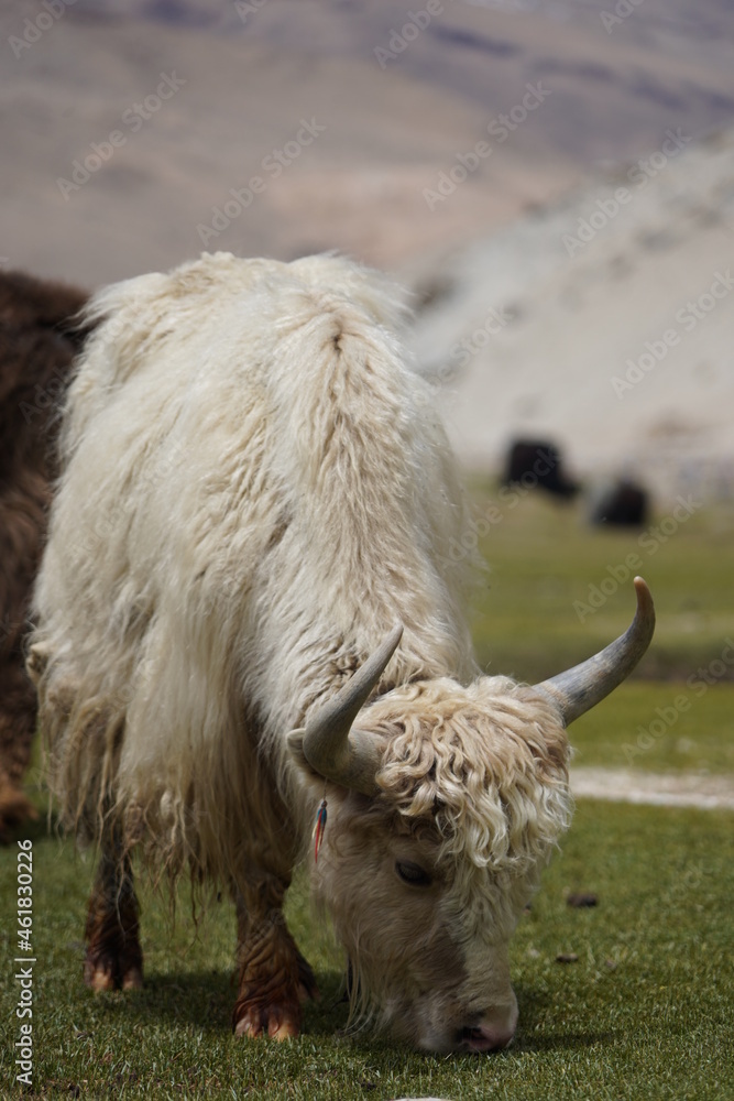 Group of yaks in the green field in himalayas with snow mountain ...
