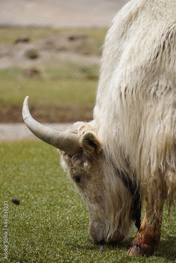 Group of yaks in the green field in himalayas with snow mountain ...