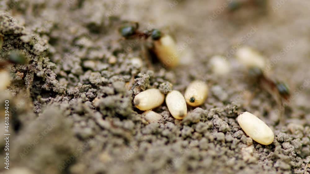 Formica rufa. Concept for stay together, work together will be ...