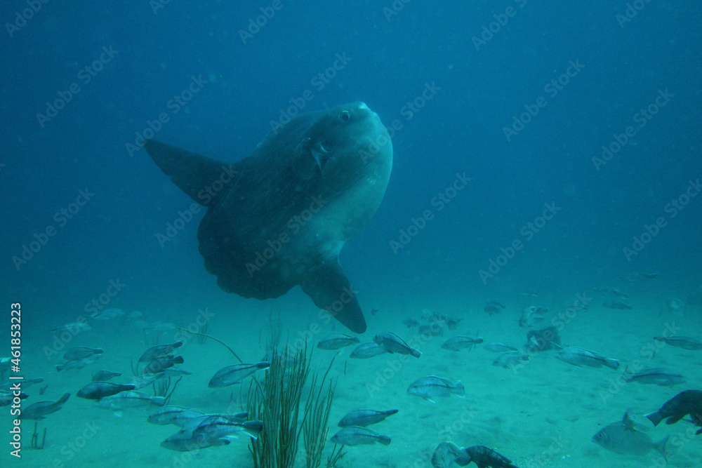 Large bony fish known as ocean sunfish(mola) Stock Photo | Adobe Stock