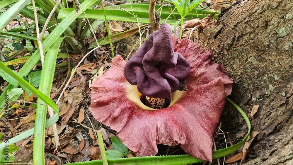 corpse flower at the root of a big tree in the forest foto de Stock ...