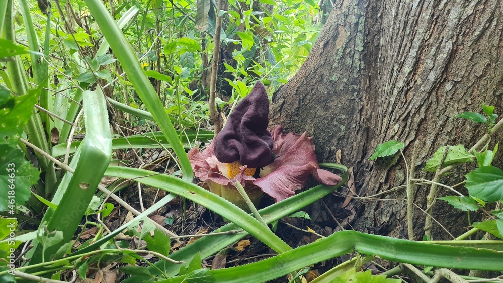 Foto de corpse flower at the root of a big tree in the forest do Stock ...