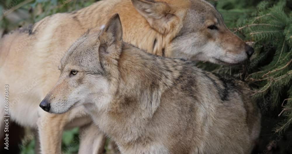Wolf (Canis lupus), also known as the gray wolf is the largest extant ...