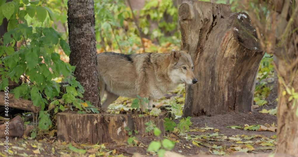 Wolf (Canis lupus), also known as the gray wolf is the largest extant ...