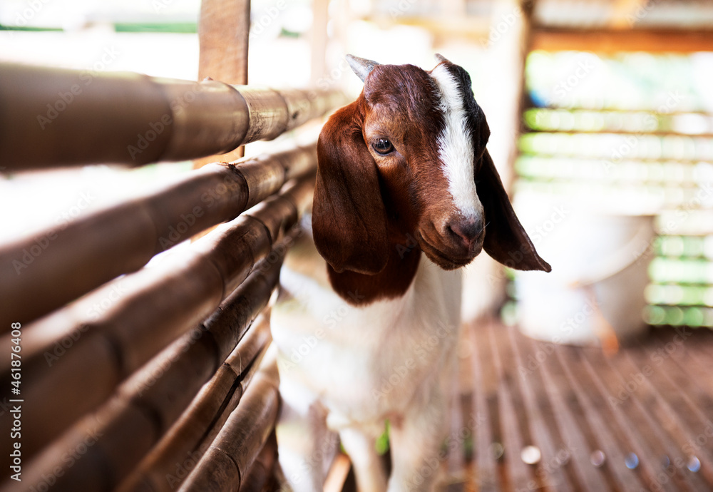 goat on family farm . Portrait of a goat on a farm in the village ...
