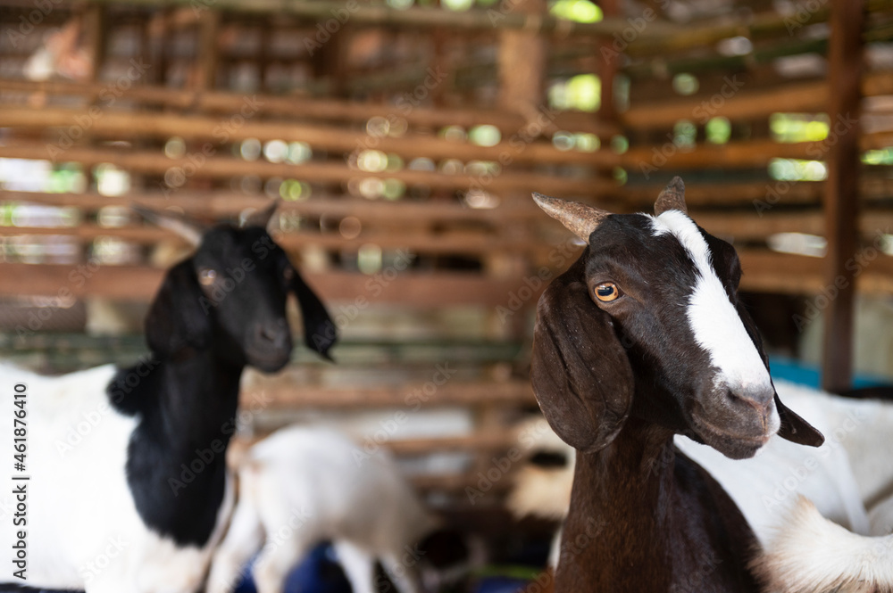goat on family farm . Portrait of a goat on a farm in the village ...