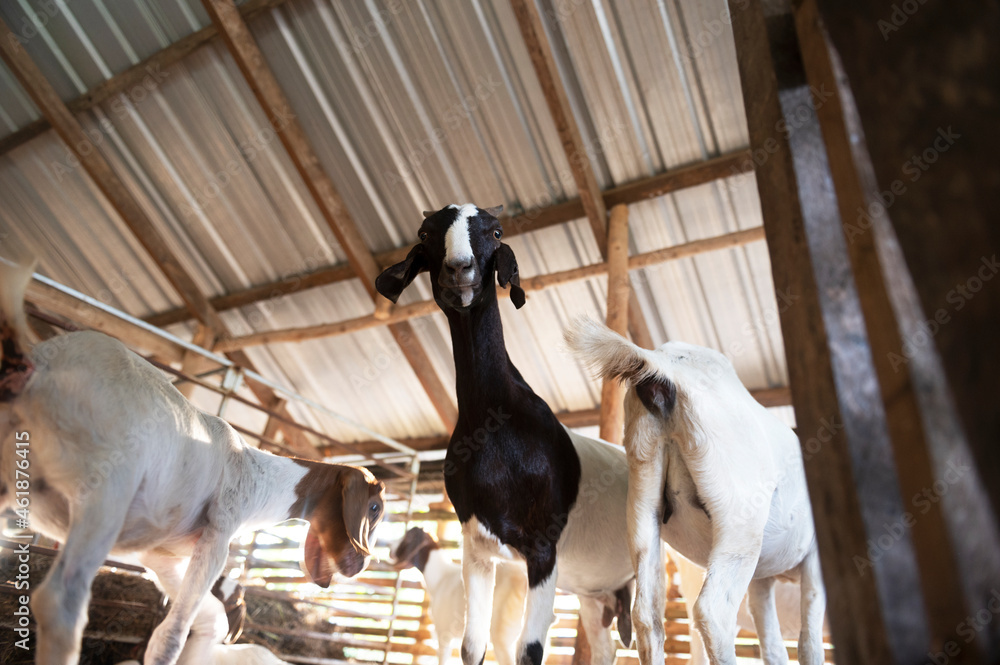 goat on family farm . Portrait of a goat on a farm in the village ...
