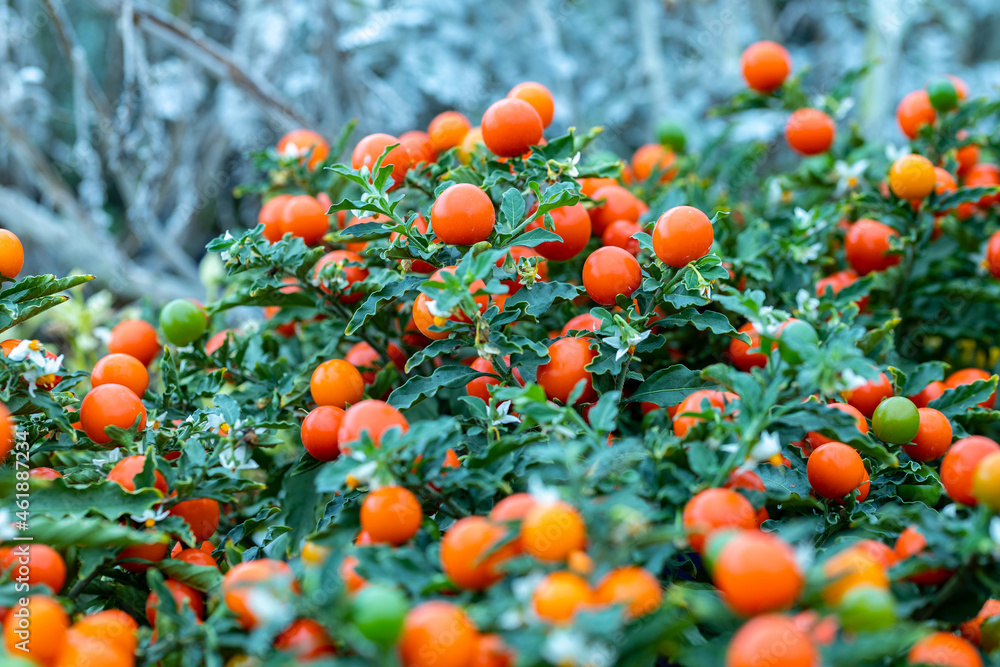 The poisonous fruit of Solanum pseudocapsicum. This plant is commonly ...