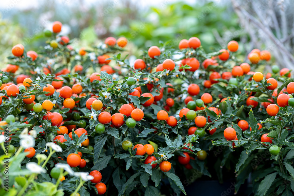 The poisonous fruit of Solanum pseudocapsicum. This plant is commonly ...