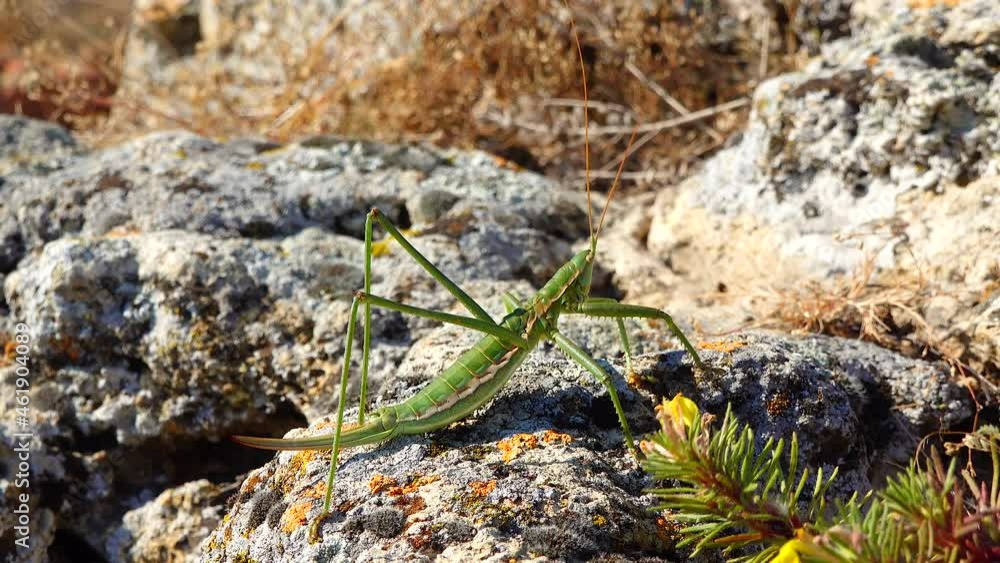 Predatory bush cricket, or the spiked magician (Saga pedo, Orthoptera ...