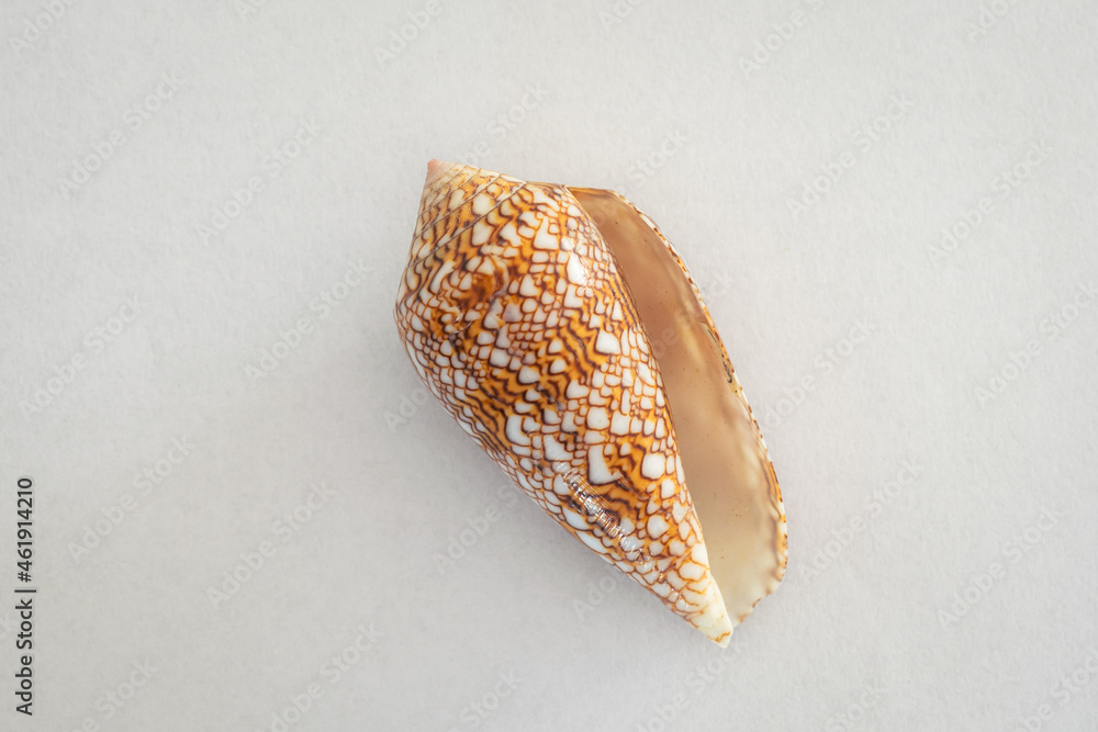 Rare conical sea shell "Conus Gloriamaris" also known as Glory of the ...