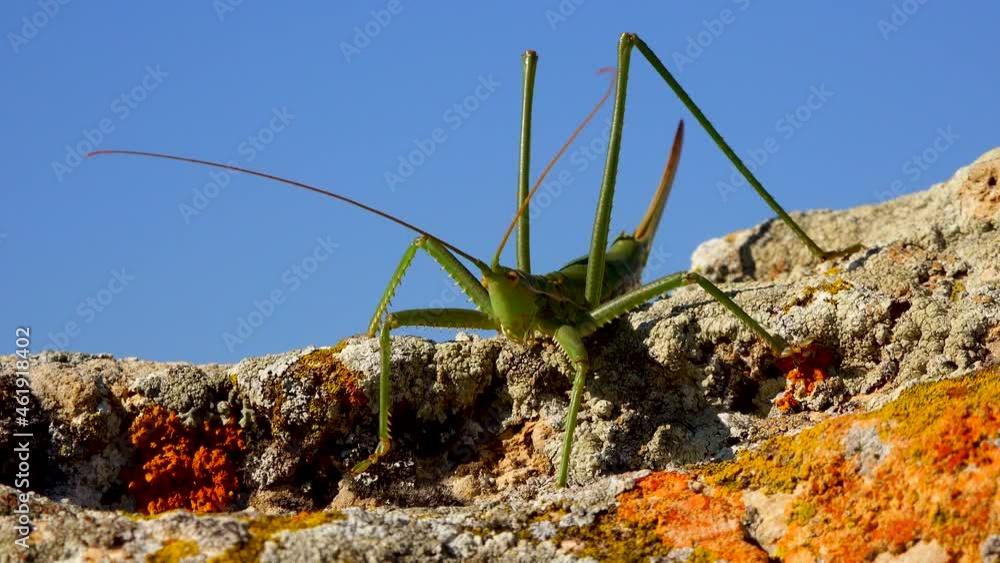 Predatory bush cricket, or the spiked magician (Saga pedo, Orthoptera ...