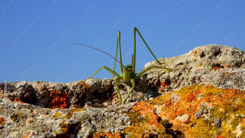 Predatory bush cricket, or the spiked magician (Saga pedo, Orthoptera ...
