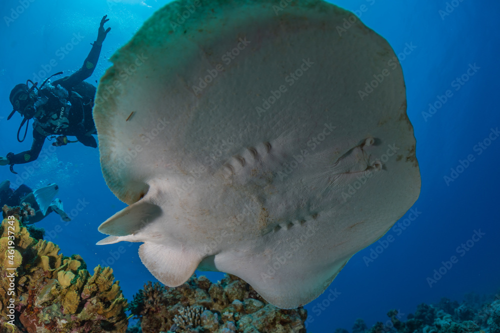 Persian Gulf torpedo On the seabed in the Red Sea, Israel Stock Photo ...