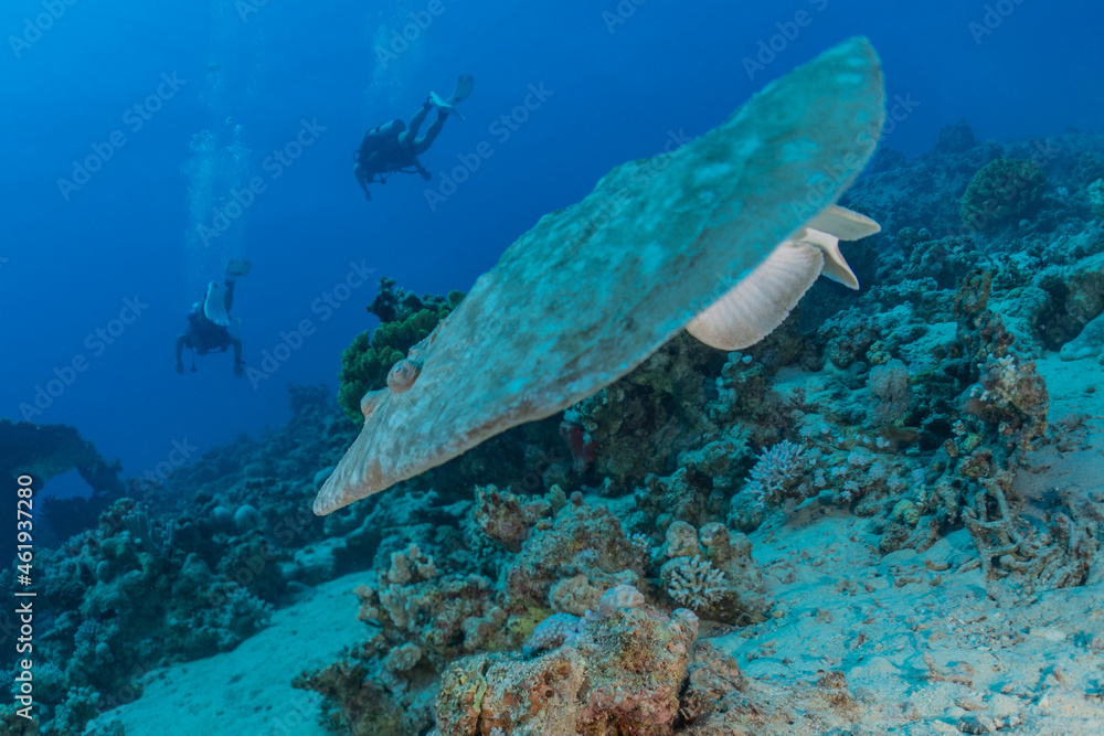 Persian Gulf torpedo On the seabed in the Red Sea, Israel Stock Photo ...