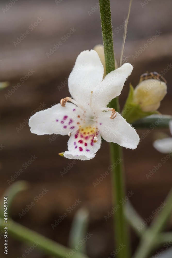 Foto de The white flowers of the the Australian native shrun known as ...