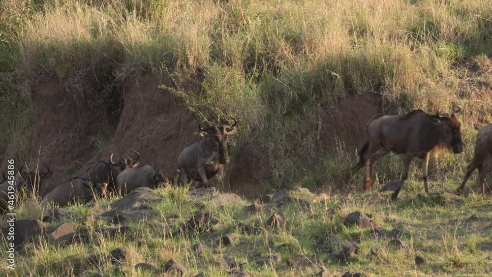 The great wildebeest and zebra migration in Africa Stock Video | Adobe ...