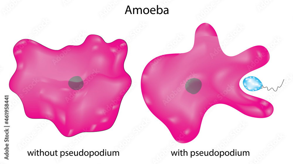 Amoeba with pseudopods and without pseudopods Stock Vector | Adobe Stock