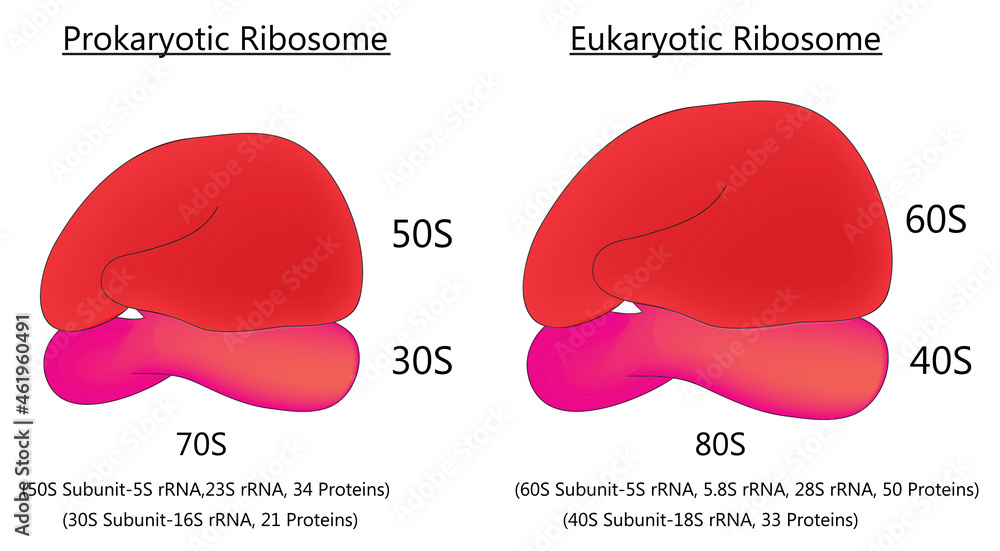Biological Illustration Of Prokaryotic Ribosome And Eukaryotic Ribosome 70s Ribosome And 80s