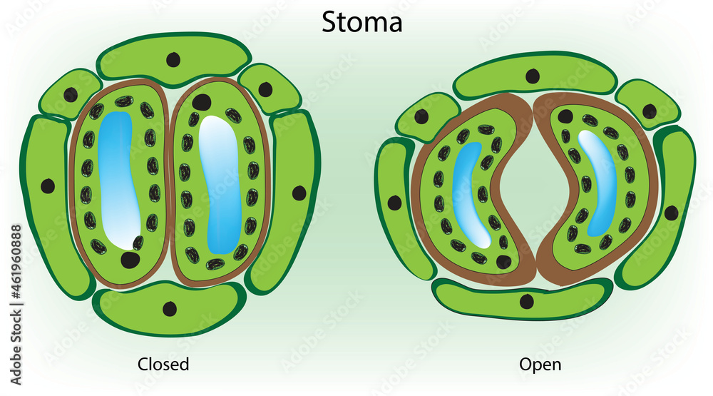 Botanical illustration of stomata in plant leaf Stock Vector | Adobe Stock