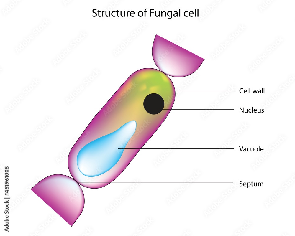 Biological structure of fungal cell (Anatomy of fungus cell) Stock ...