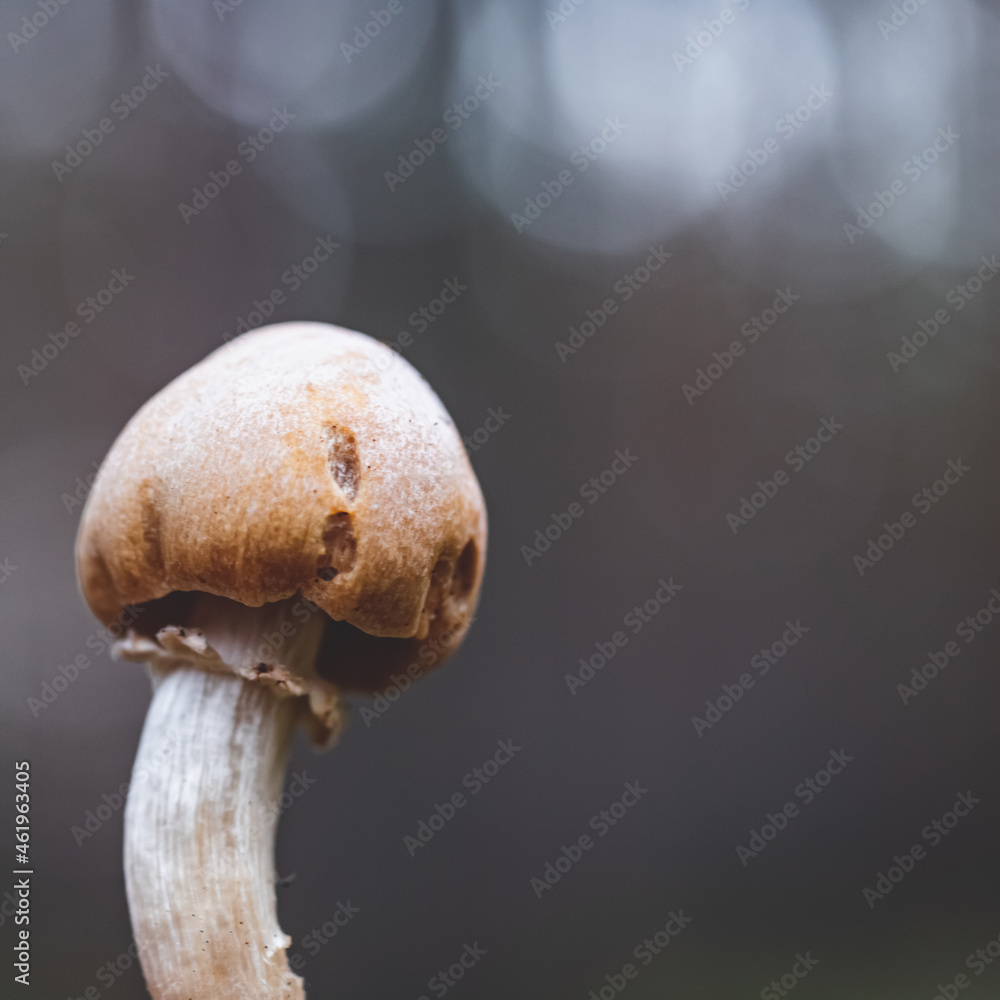 Cortinarius caperatus. Gypsy mushroom is edible wild fungus. Brown ...