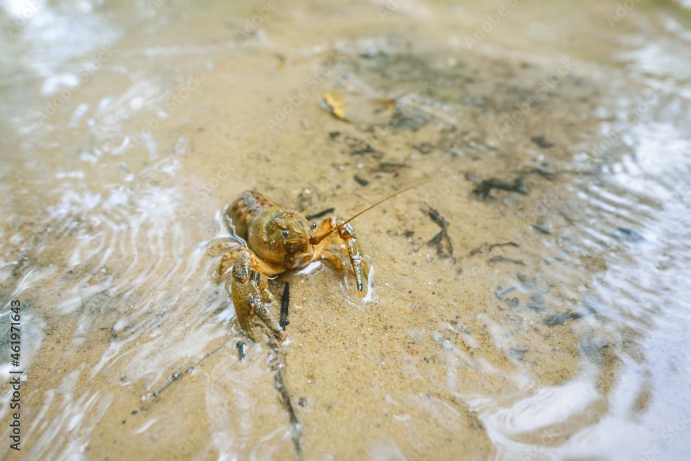 American spiny-cheek high crayfish (Orconectes Limosus) invasive to ...