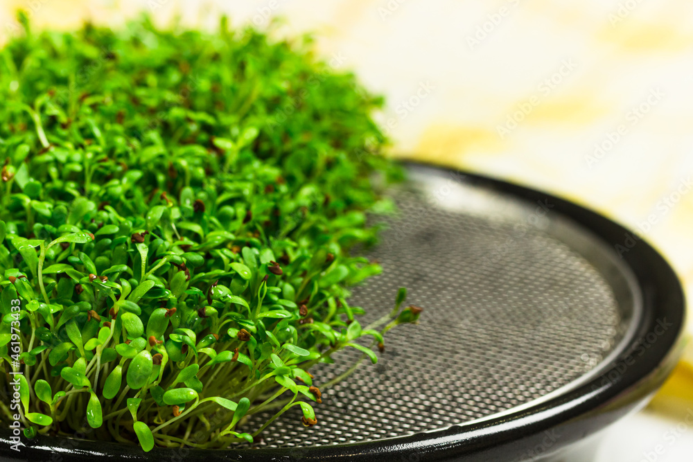 Lucerne microgreen in seedling pot on white background. Alfalfa green ...